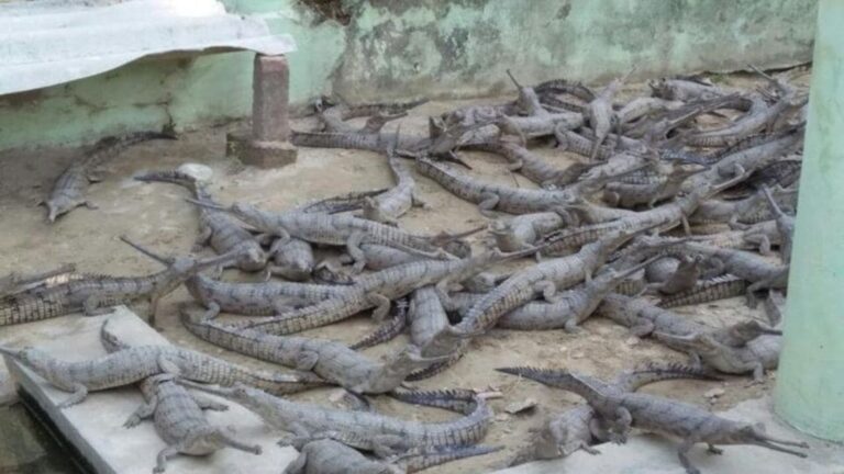 Kukrail Forest Reserve, Lucknow - OUP Places